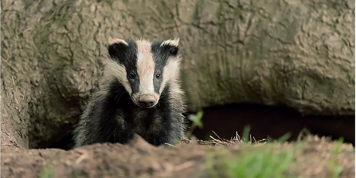 Der Regenwurm, der Dachs und der SSV Bobingen - Radio Fantasy | Immer ...