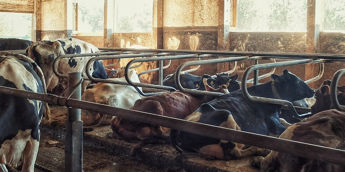 Allgäuer Tiermissbrauchsskandal-Prozess: Verteidigung der Landwirte ...